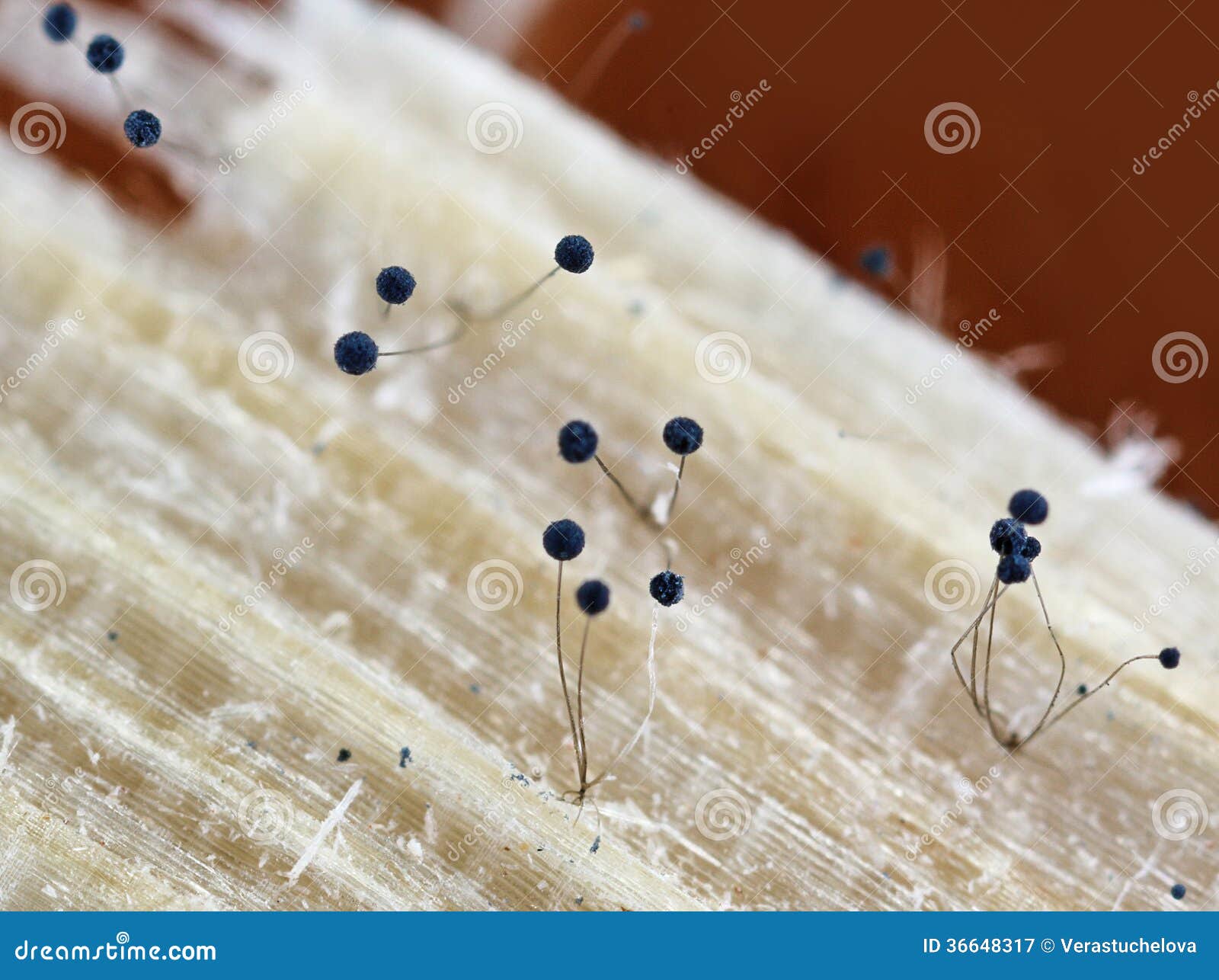 Muffa - mucedo del mucore immagine stock. Immagine di intestazione ...