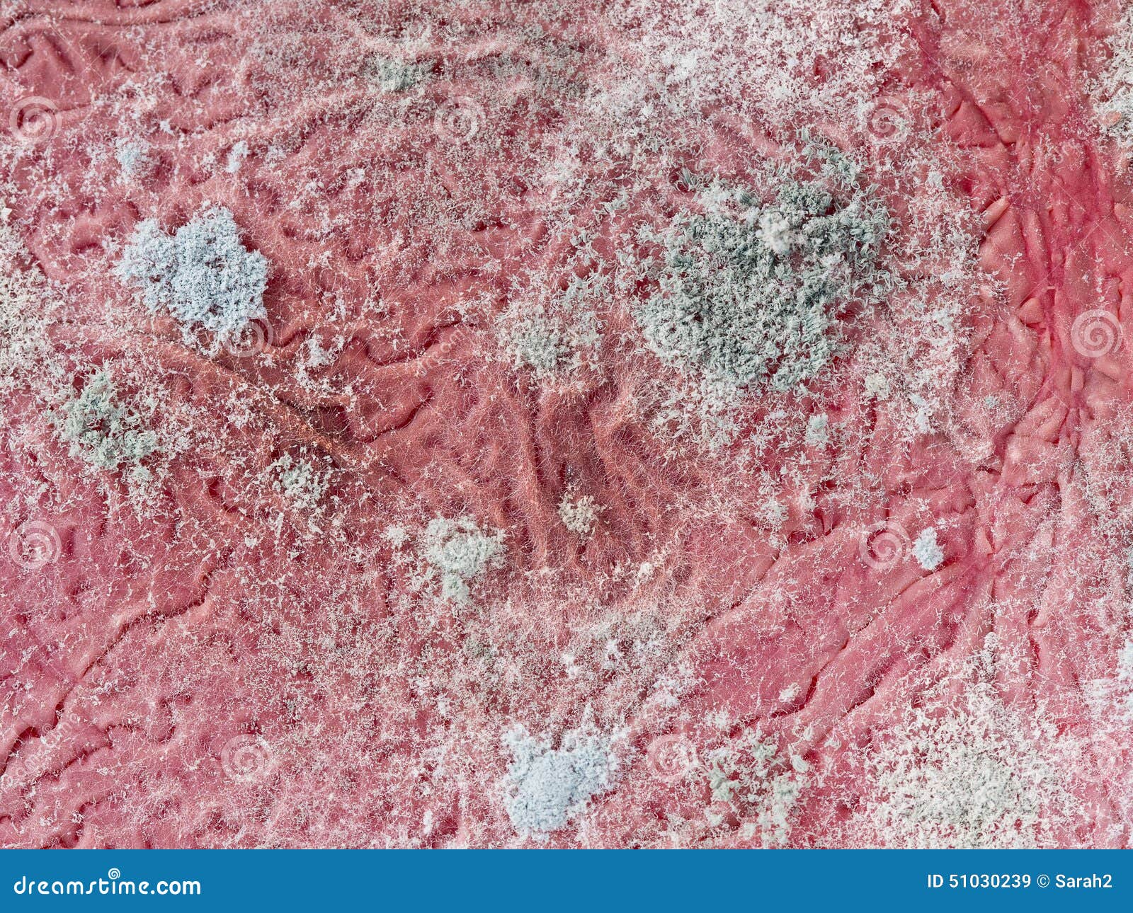 Muffa, Muffa, Su Vecchio Vino Immagine Stock - Immagine di filamenti ...