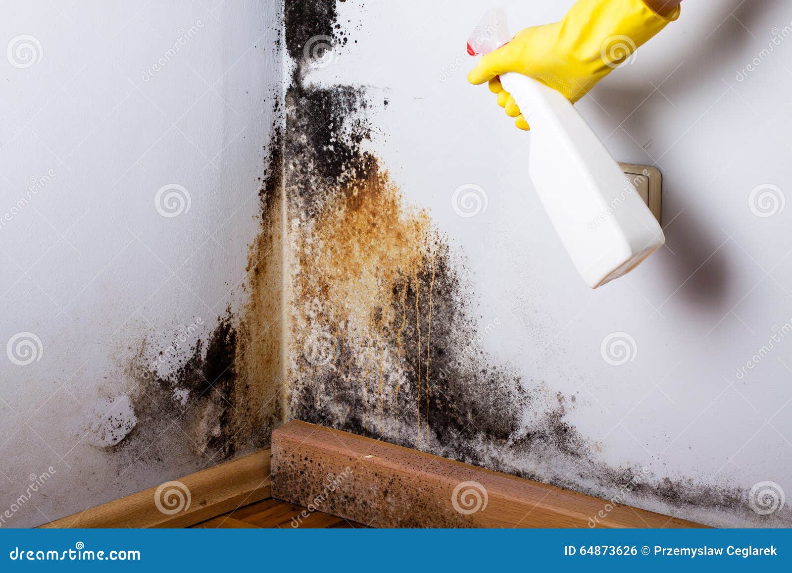 Muffa nera fotografia stock. Immagine di microbiologia - 64873626