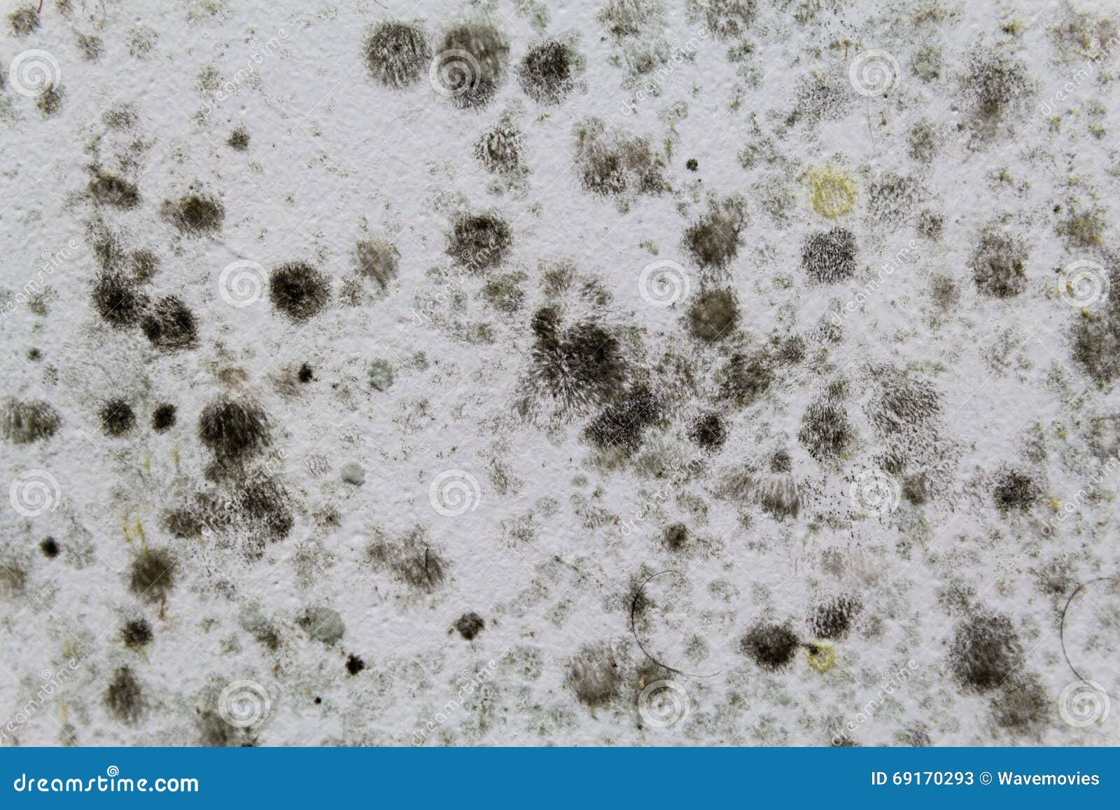 Muffa Nera Su Una Parete Bianca Immagine Stock - Immagine di estratto ...