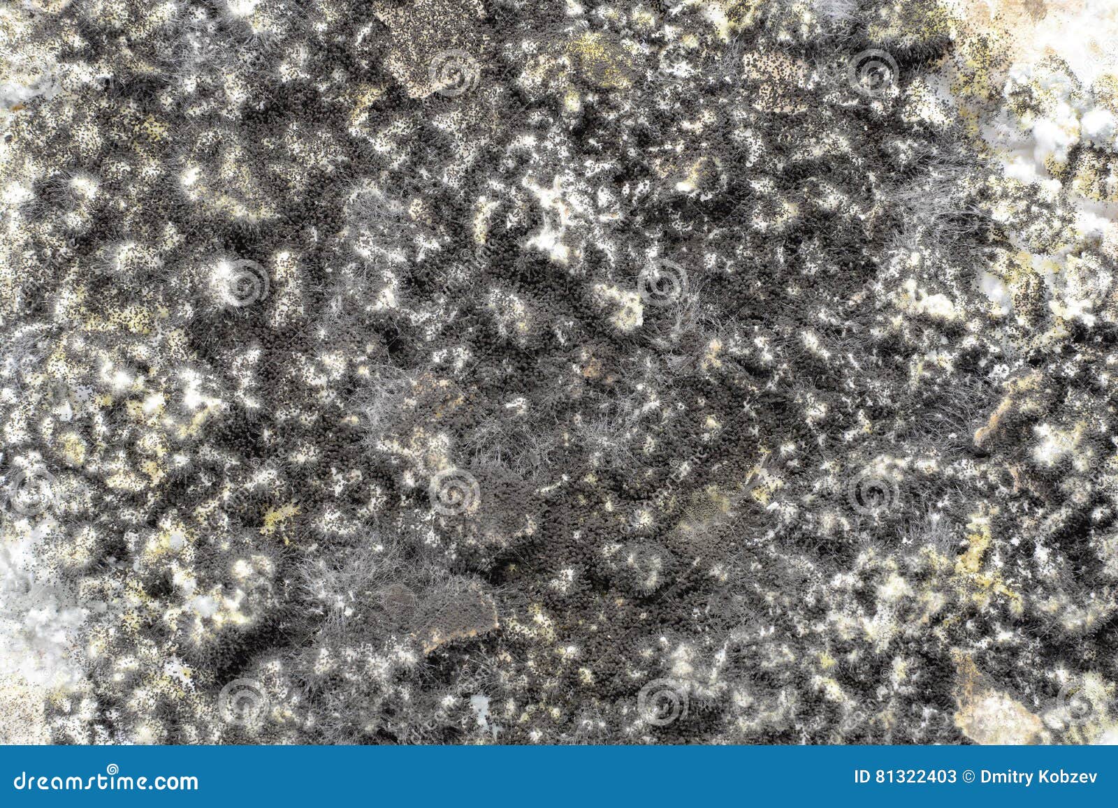 Muffa nera sugli alimenti immagine stock. Immagine di macro - 81322403