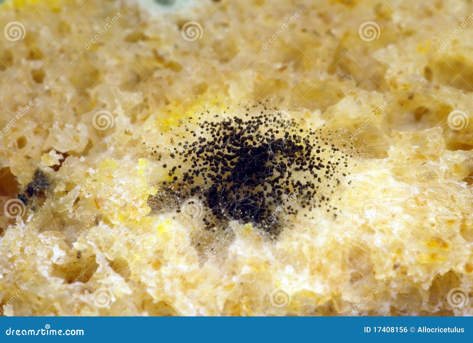 Muffa su pane fotografia stock. Immagine di ammuffito - 17408156