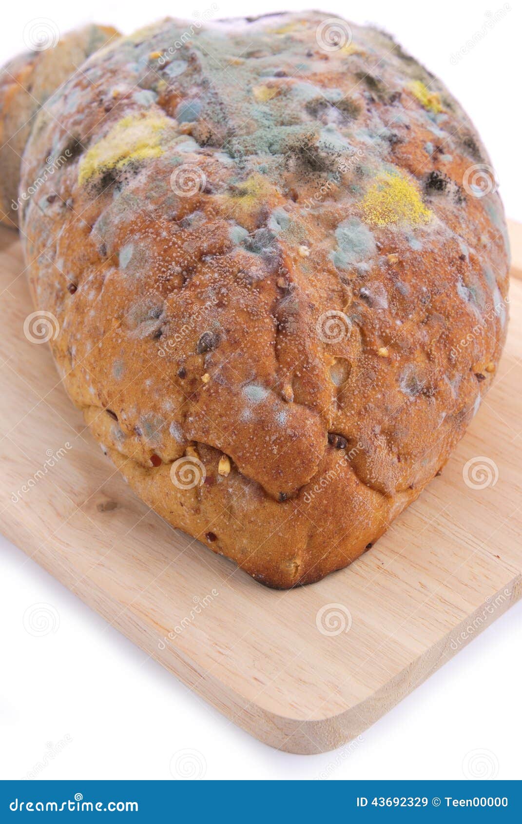 Muffa su pane immagine stock. Immagine di batterio, muffa - 43692329