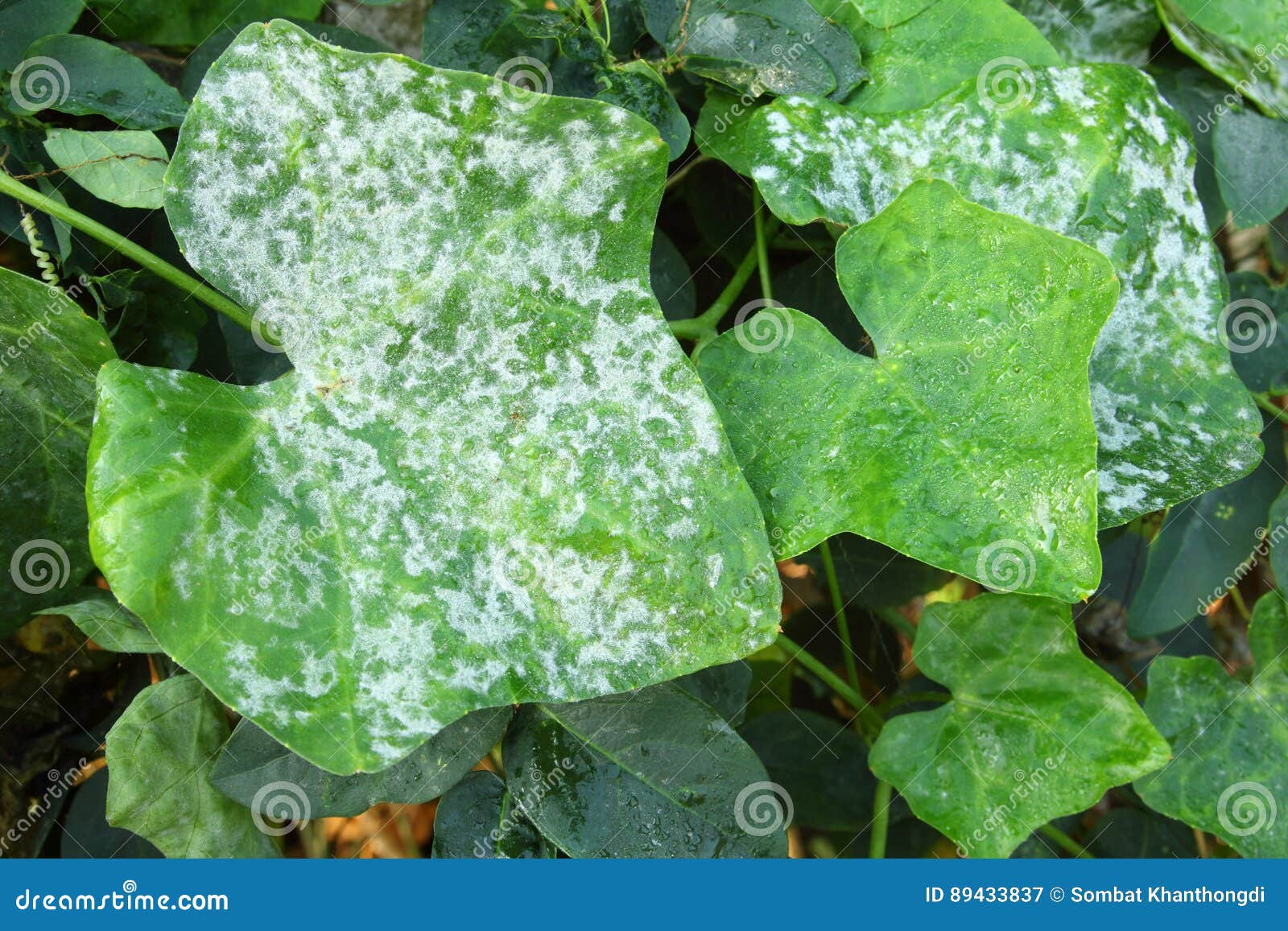 Muffa su una foglia immagine stock. Immagine di malattia - 89433837