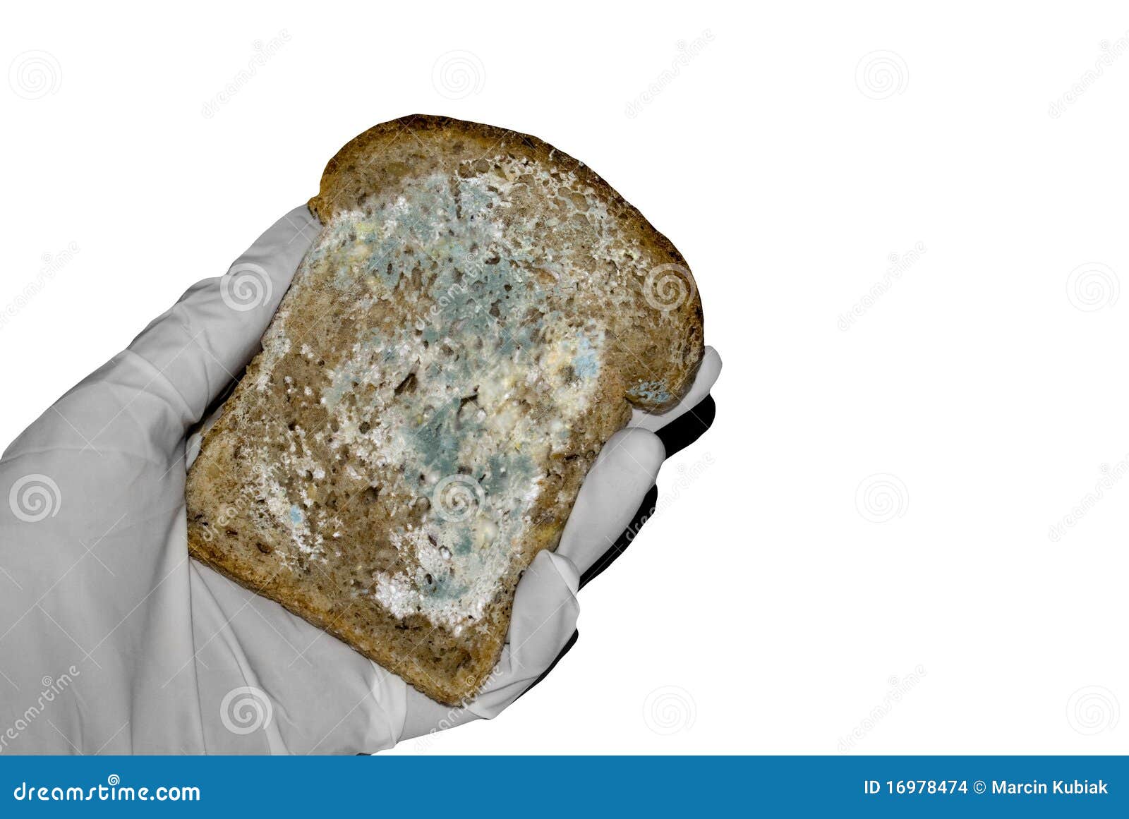 Muffa Sul Pane a Disposizione Fotografia Stock - Immagine di muffa ...