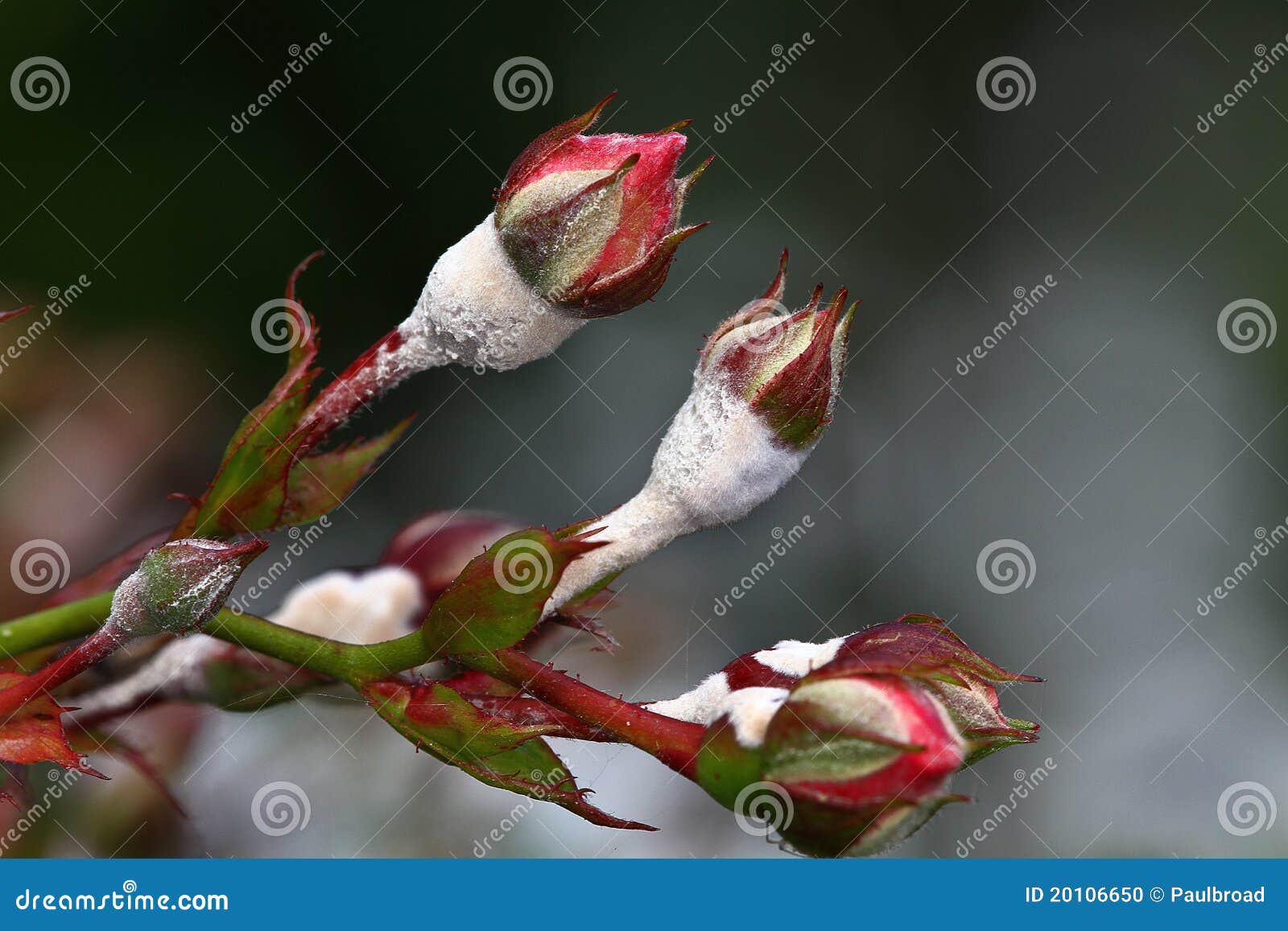 Muffa sulle rose. fotografia stock. Immagine di muffa - 20106650