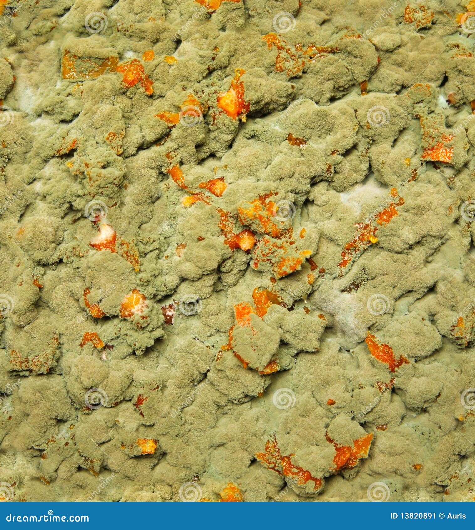 Muffa Verde, Struttura Senza Giunte Immagine Stock - Immagine di funghi ...