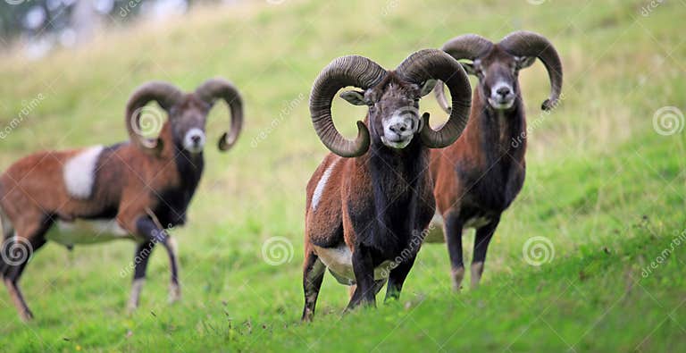 Mufflon stock image. Image of forest, calm, animal, male - 11188691