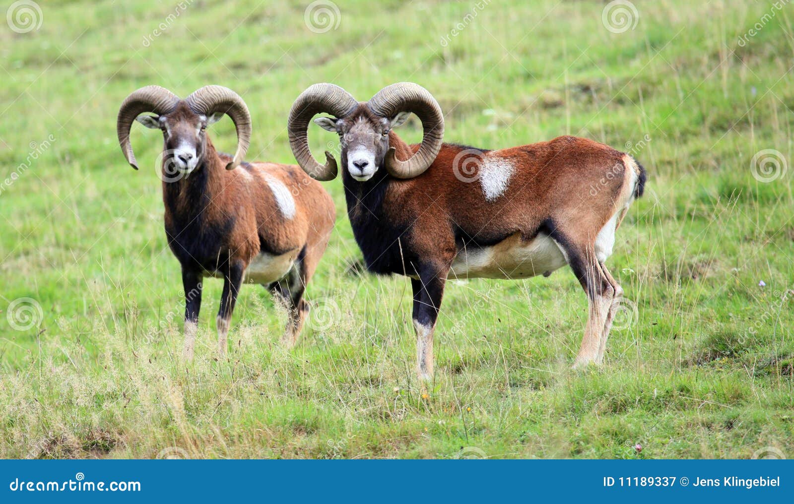 Mufflon stock image. Image of bighorn, head, nature, forest - 11189337