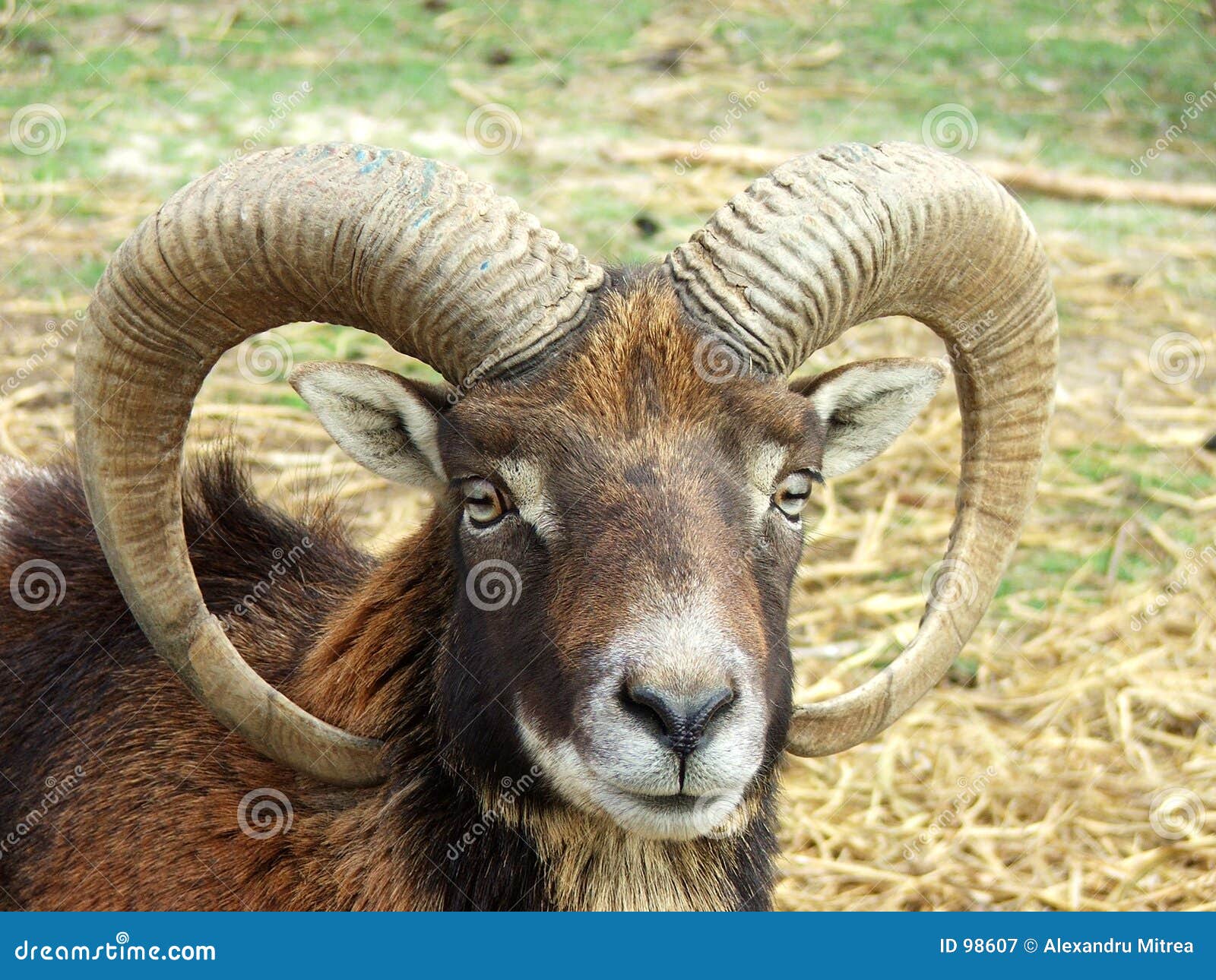 Muflon 2 stock image. Image of ovis, animals, wild, horn - 98607