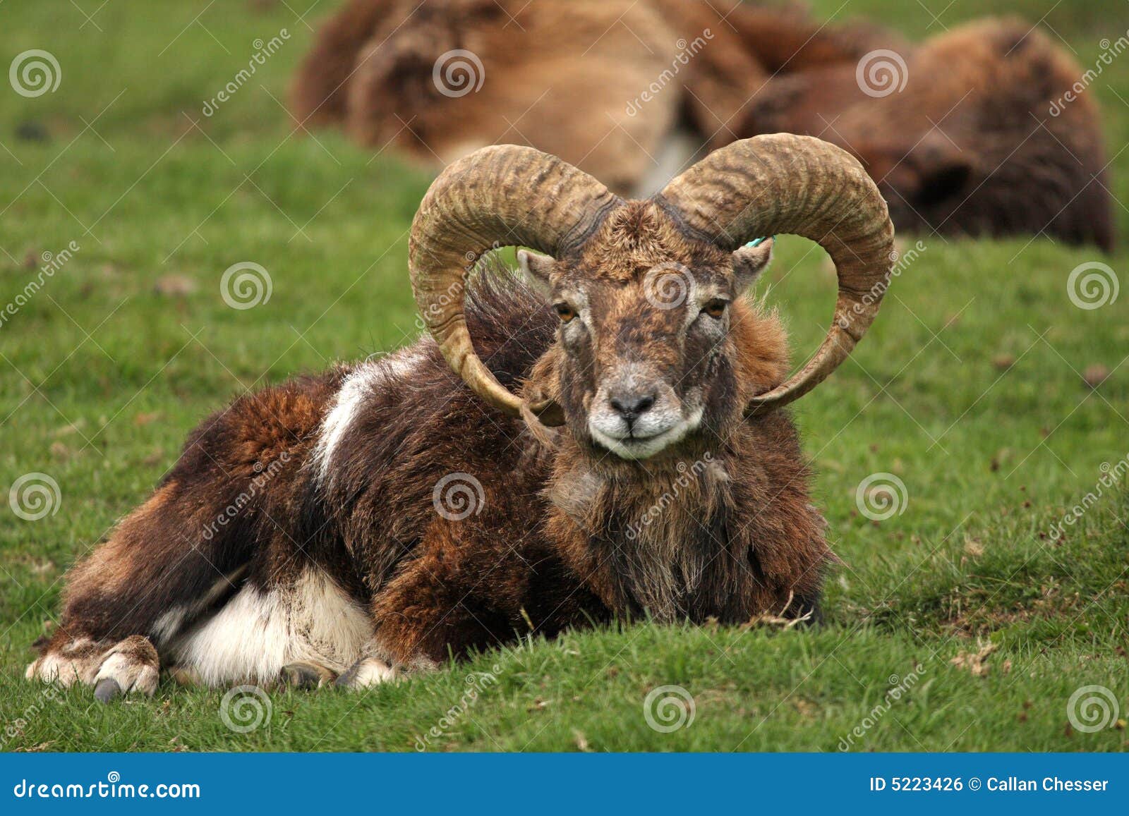 Muflon zdjęcie stock. Obraz złożonej z wspinaczka, dziki - 5223426