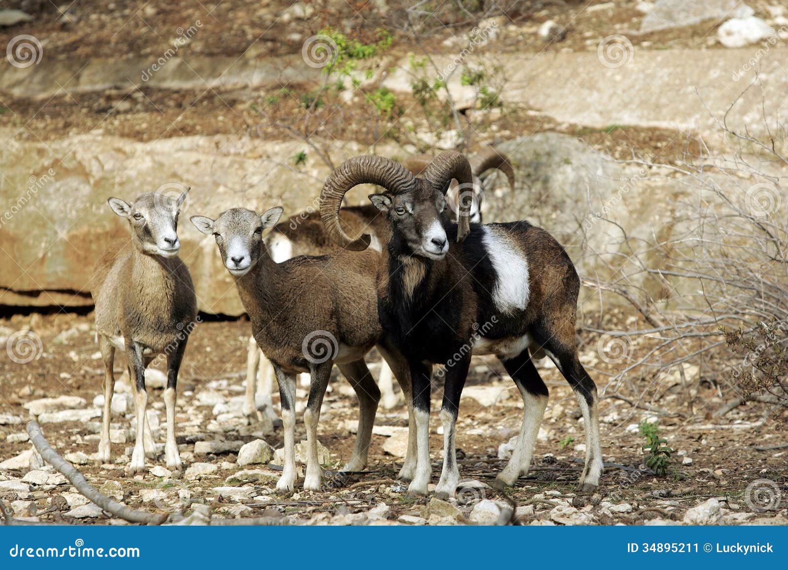 Muflon masculino imagen de archivo. Imagen de bosque - 34895211