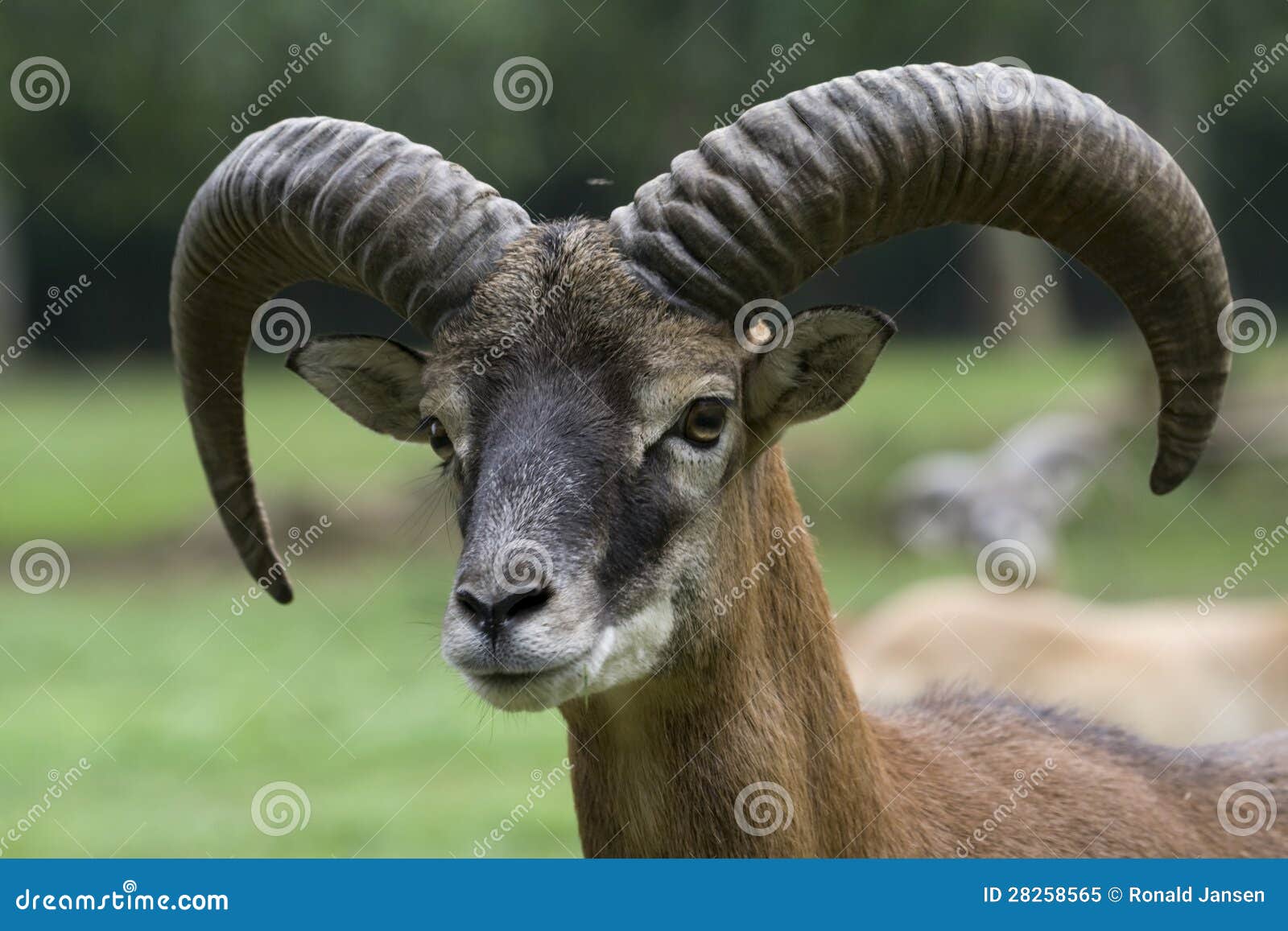 Muflone immagine stock. Immagine di corni, ritratto, animale - 28258565