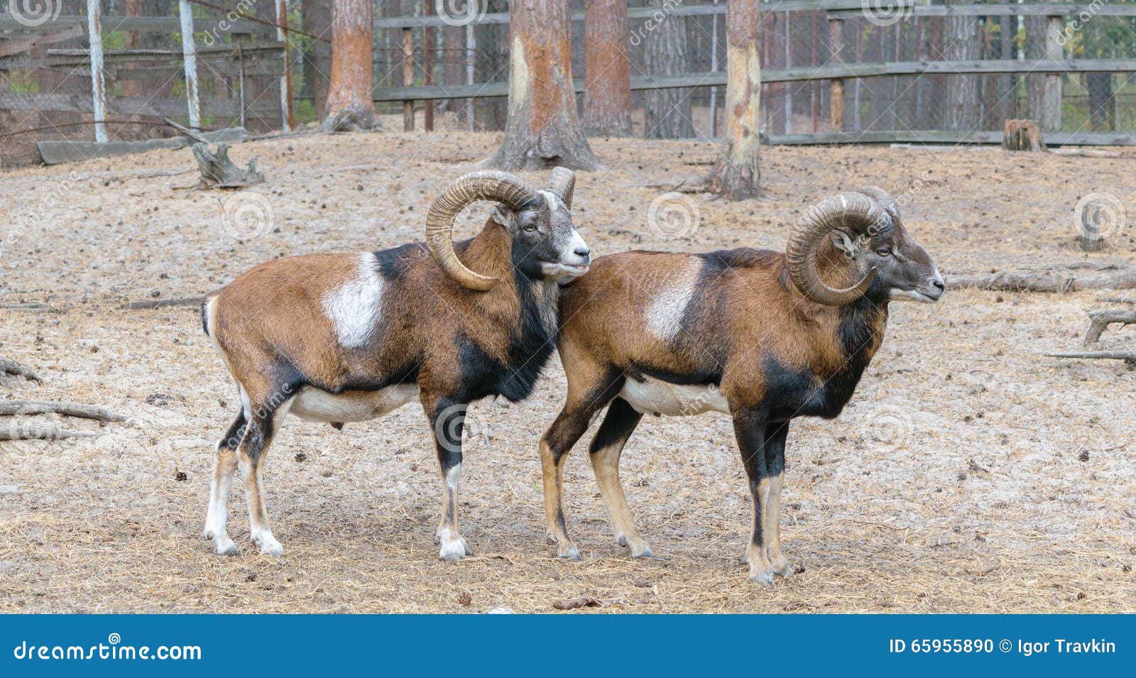 Muflons (ovis Gmelini, Ovis Orientalis) Stock Photo - Image of goat ...