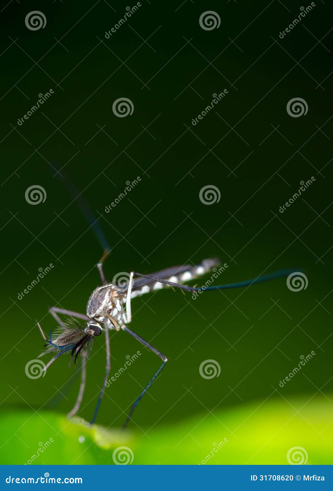 Mug stock foto. Image of dier, ziekte, zwart, nave, pijn - 31708620