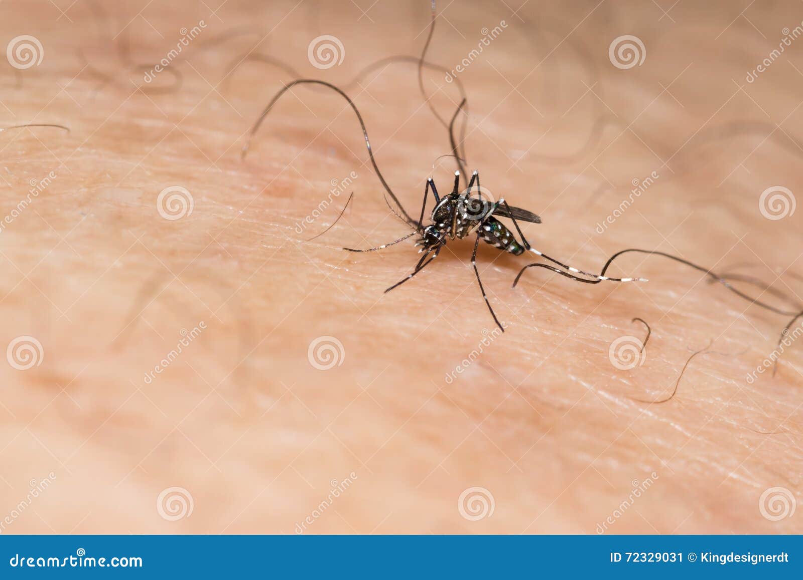 Mug stock afbeelding. Image of wild, milieu, diversiteit - 72329031