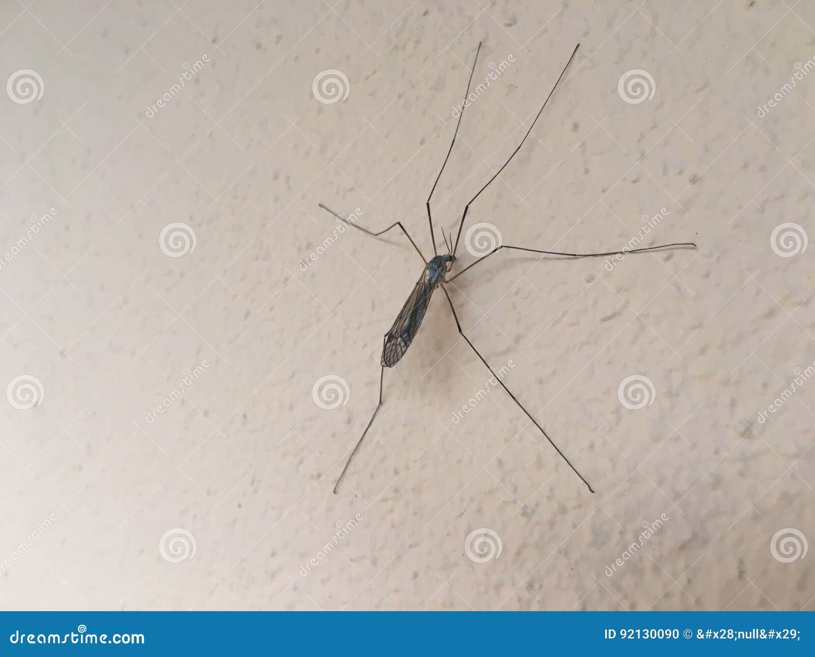 Mug stock foto. Image of muur, wild, dier, insect - 92130090