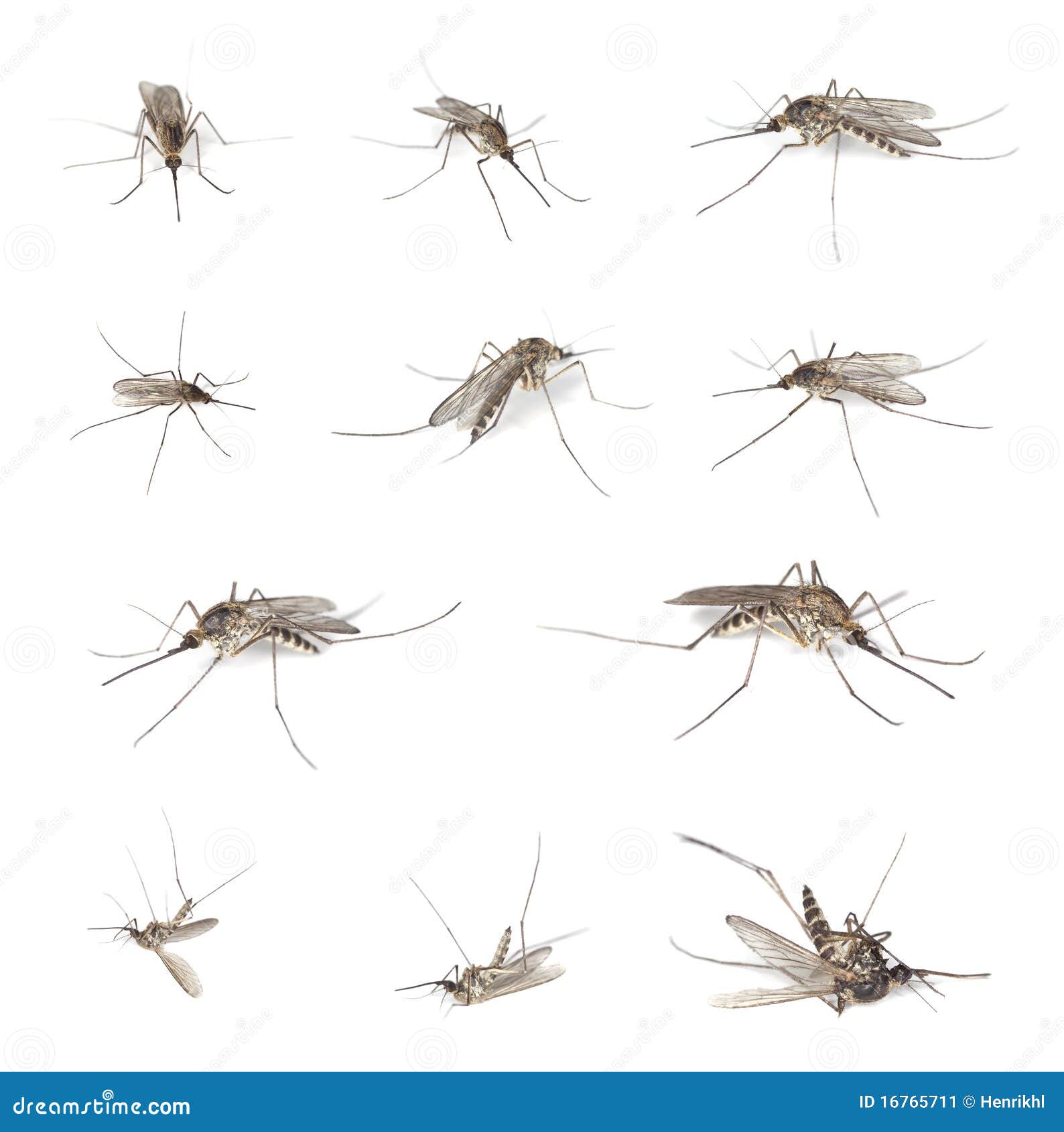 Muggen Die Op Wit Worden Geïsoleerdr Stock Afbeelding - Image of gedood ...