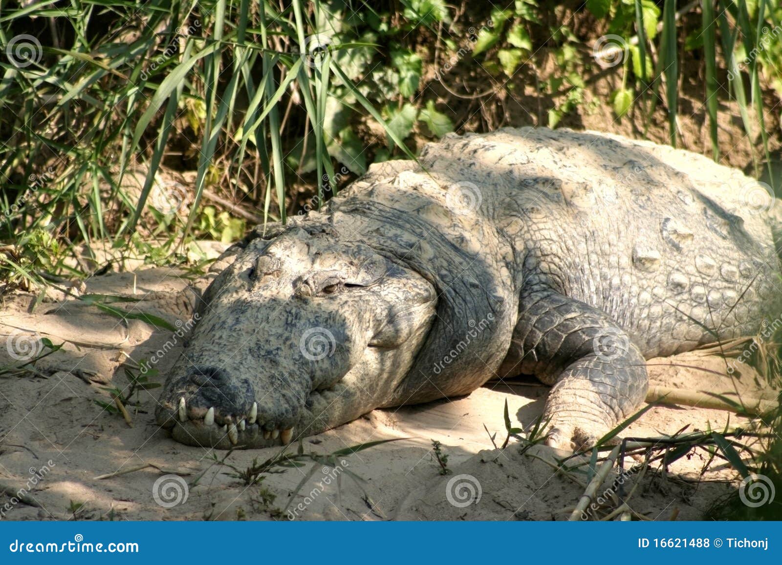 Mugger Crocodile stock photo. Image of park, crocodylus - 16621488
