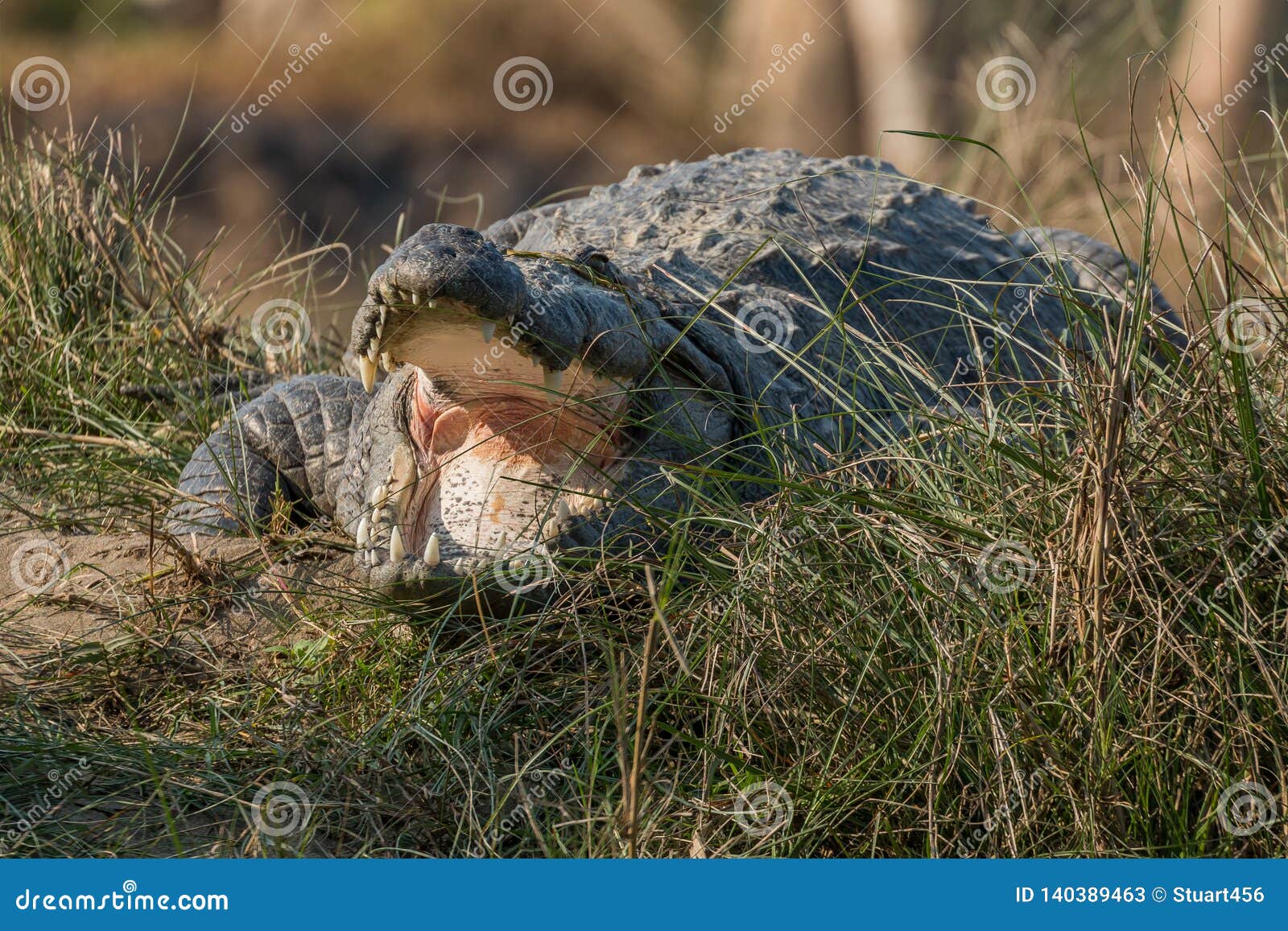 Mugger Crocodile Crocodylus Palustris Basking On River Bank With Mouth
