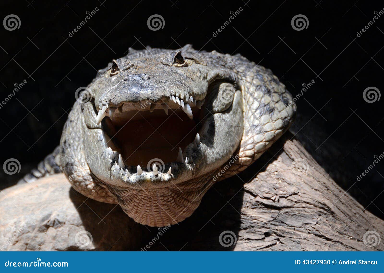 Crocodile head stock photo. Image of portrait, camouflage - 43427930