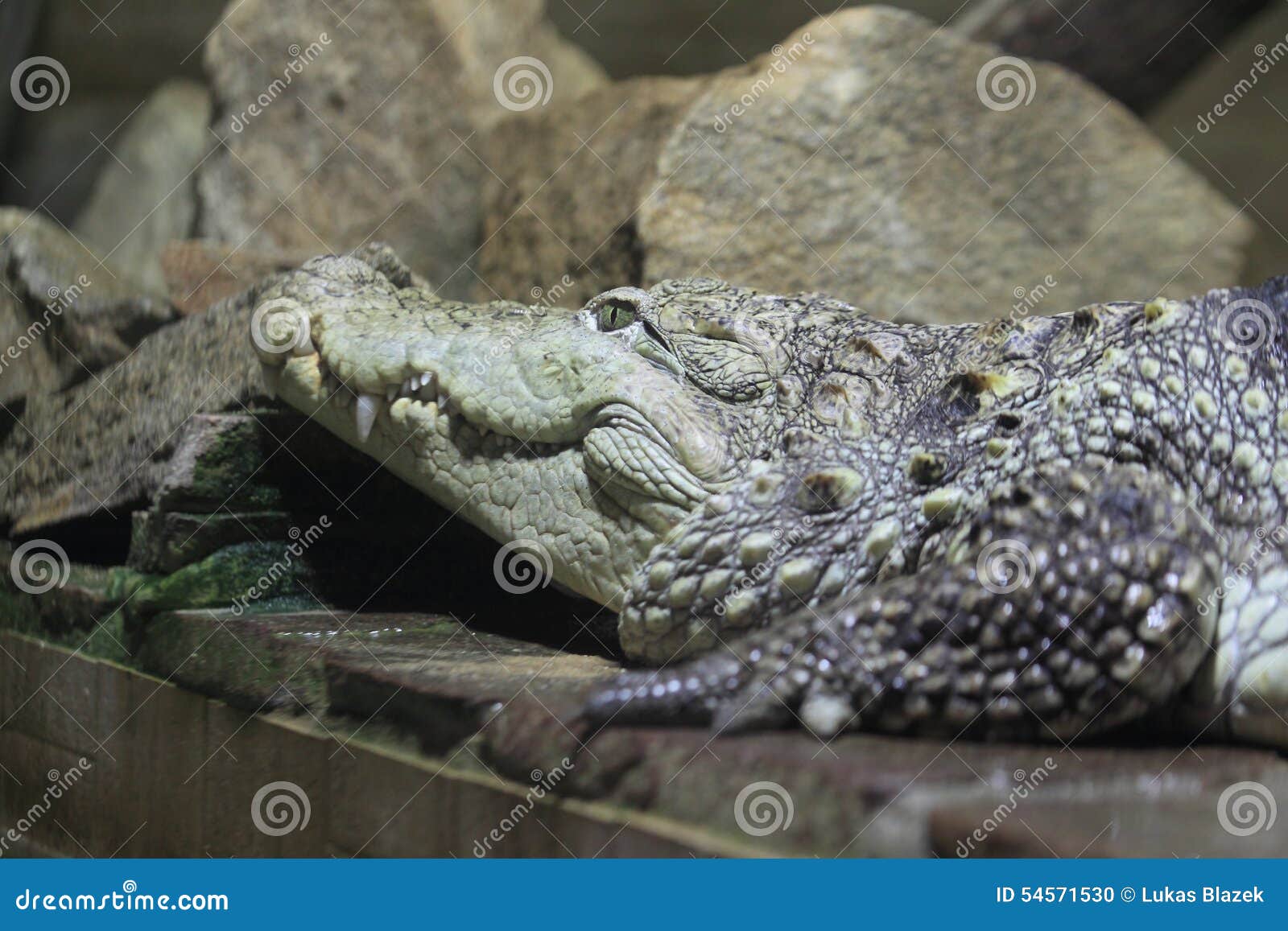 Mugger crocodile stock photo. Image of persian, adult - 54571530