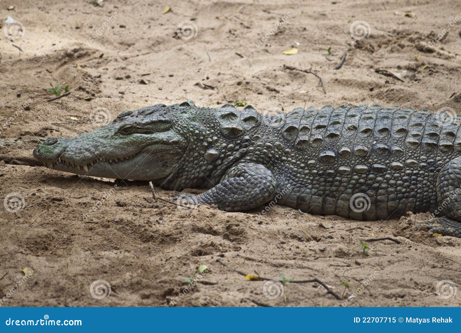 Mugger or Marsh Crocodile stock image. Image of aquatic - 22707715