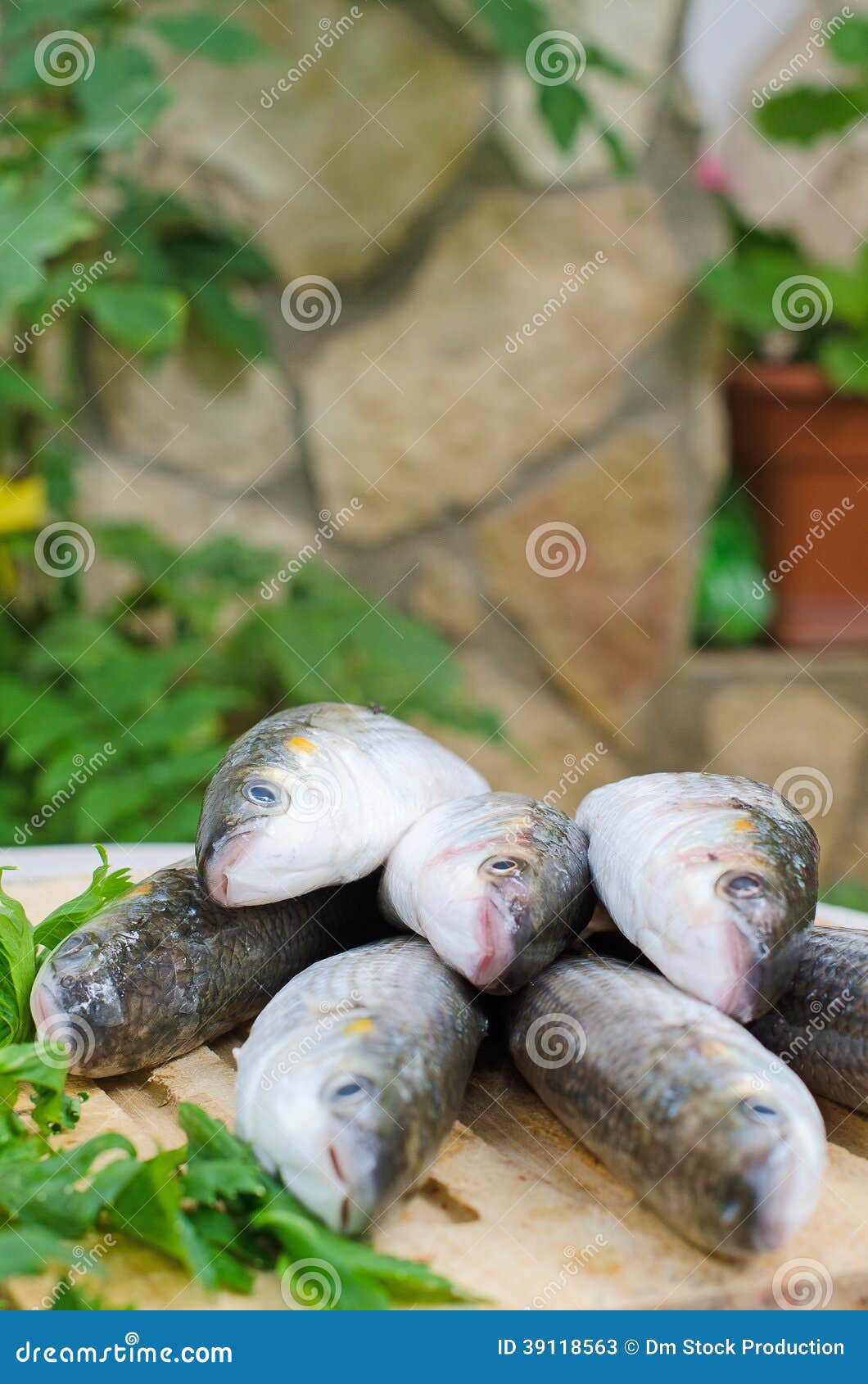 Mugil Cephalus, Flathead Grey Mullet And Siganus Rivulatus, Rivulated ...