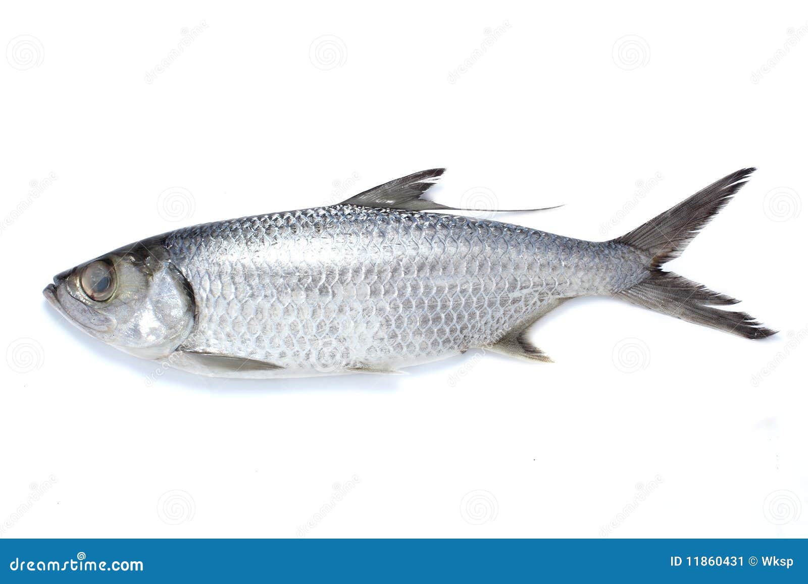 Mugilidae fish stock image. Image of mullet, local, tail - 11860431