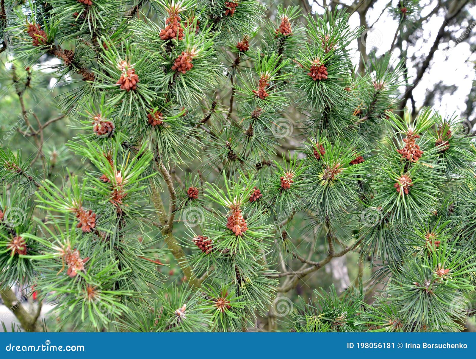 Mugo Flowering Pine, or Mountain Pine Pinus Mugo Turra Stock Image ...