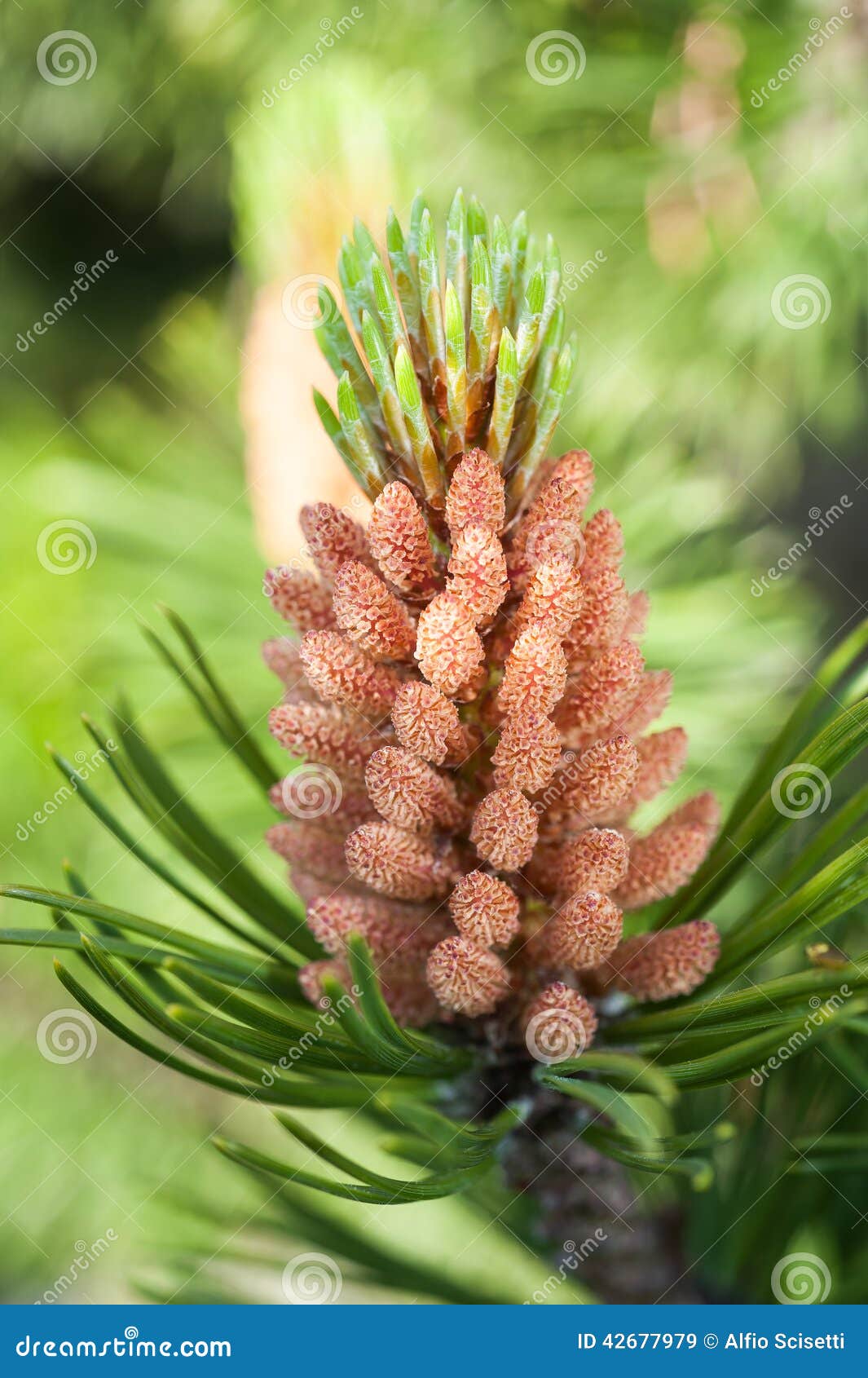 Mugo pine stock image. Image of forest, nuts, tree, pine - 42677979