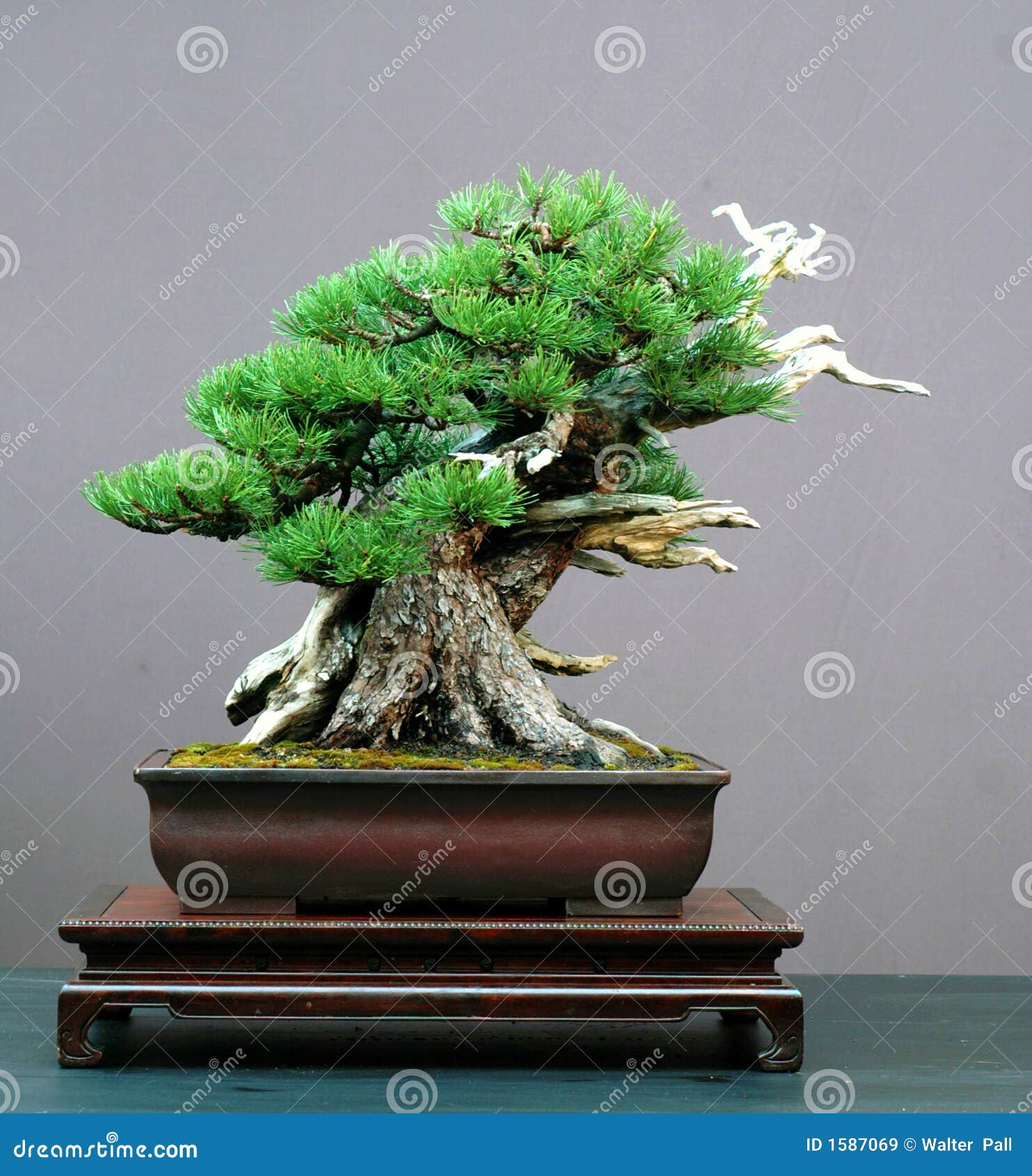 Mugo pine bonsai stock image. Image of powerful, mugo - 1587069