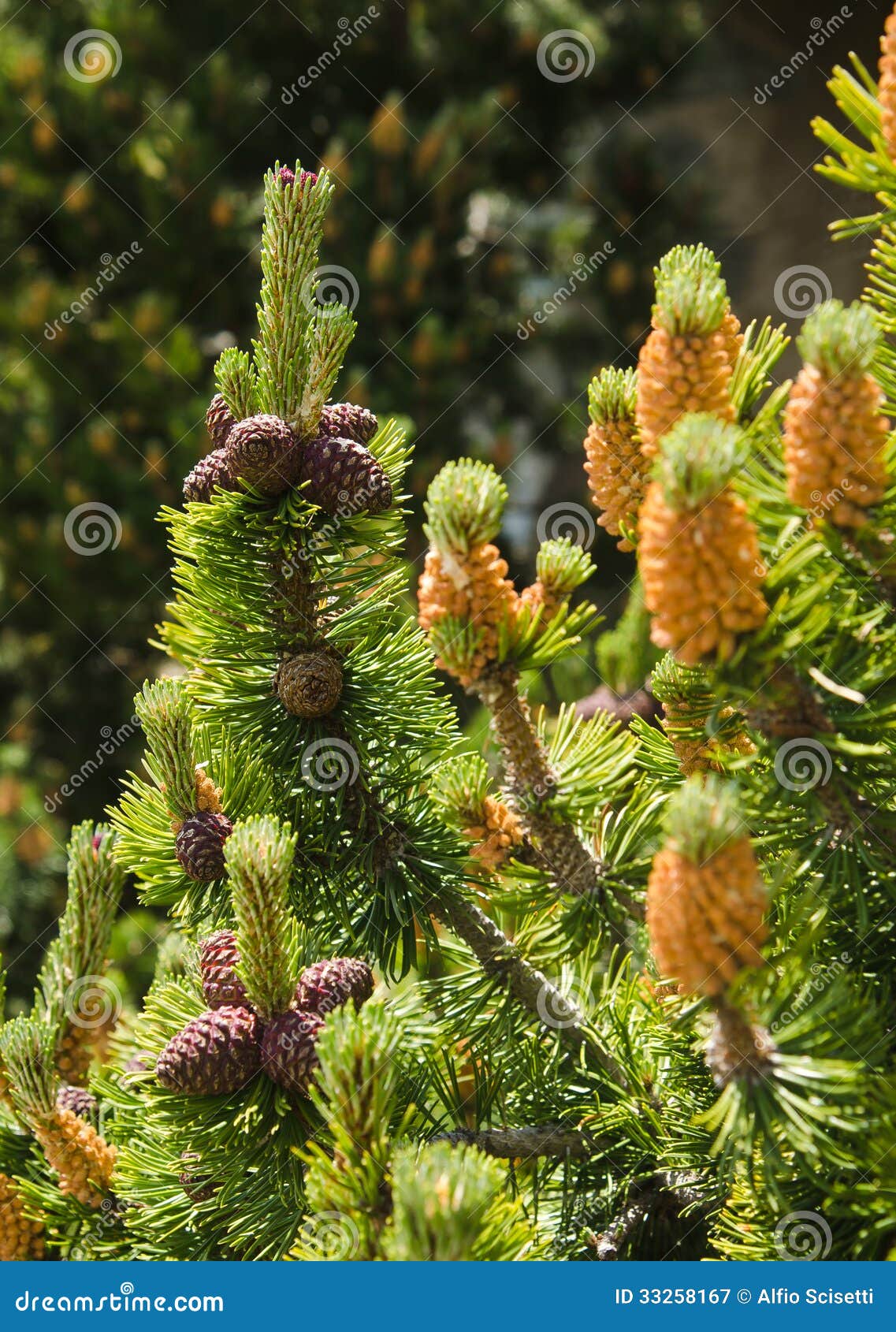 Mugo pine stock image. Image of twig, flowers, brown - 33258167