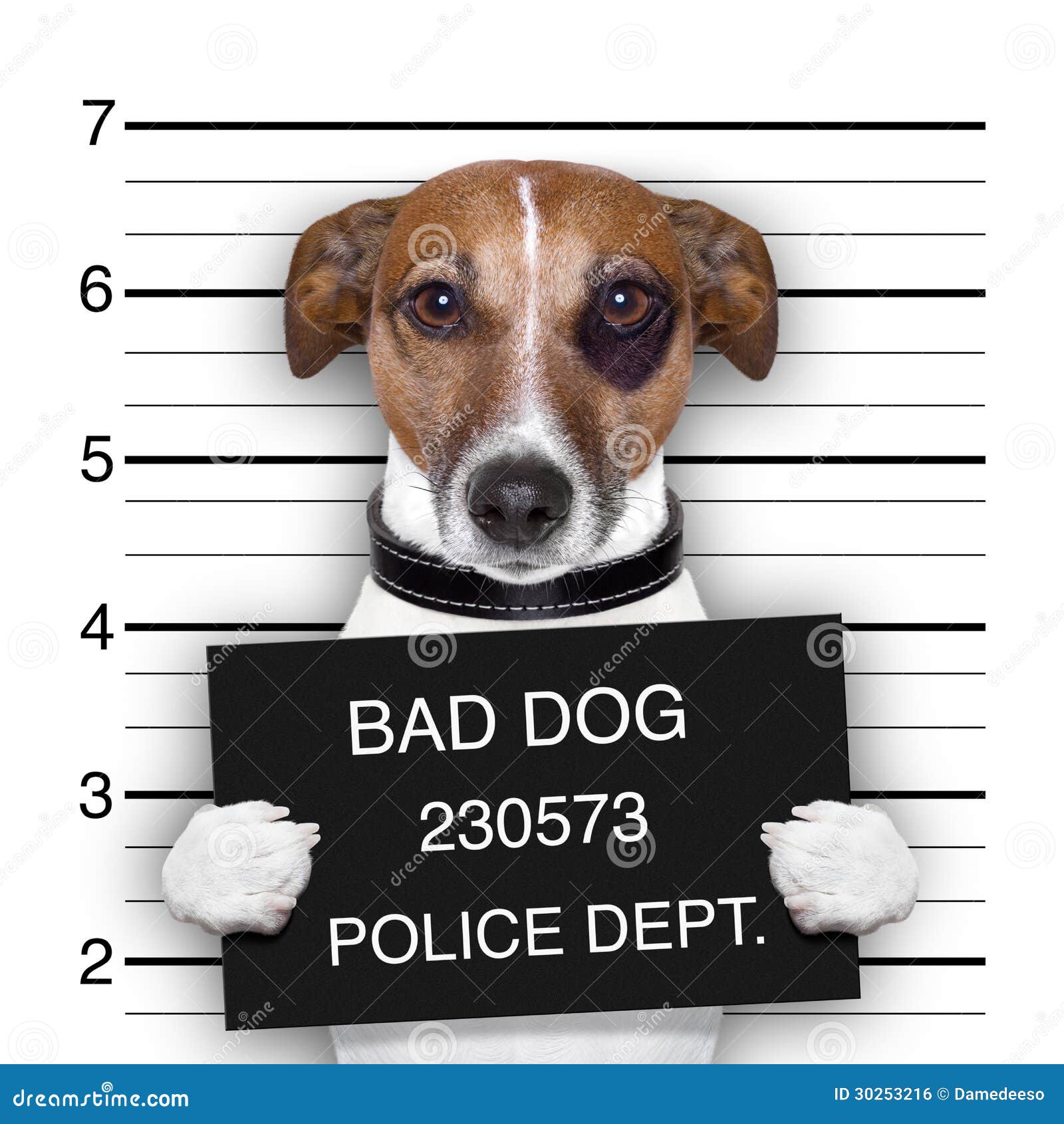 Perro del Mugshot foto de archivo. Imagen de divertido - 30253216