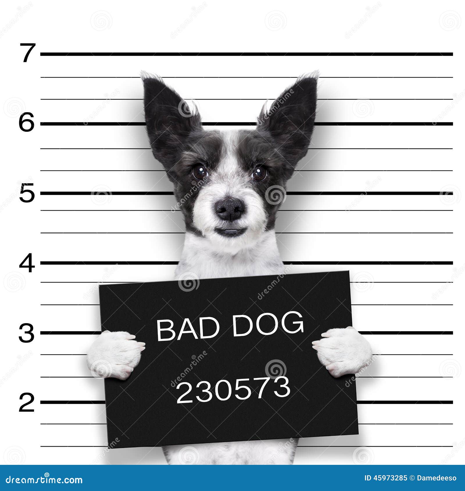 Mugshot dog stock image. Image of burglar, mugshot, corrupt - 45973285