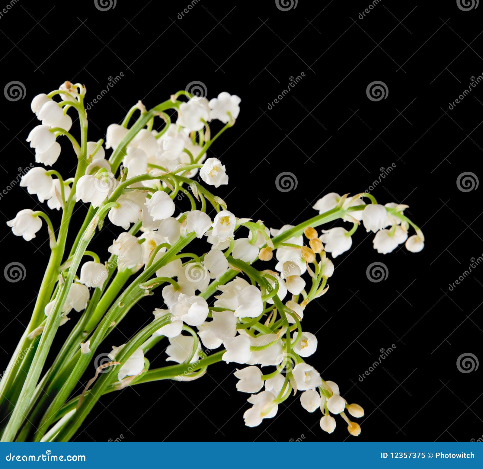 Muguet bouquet stock image. Image of fragrant, floral - 12357375
