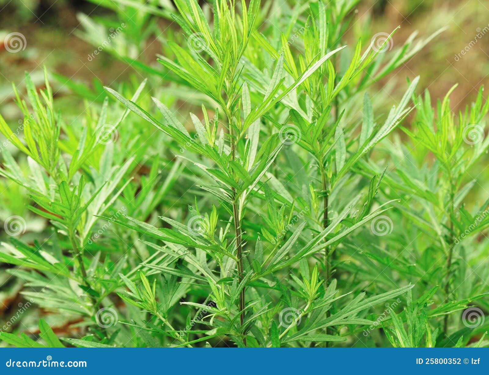 Mugwort plants stock photo. Image of leaf, medical, crop - 25800352