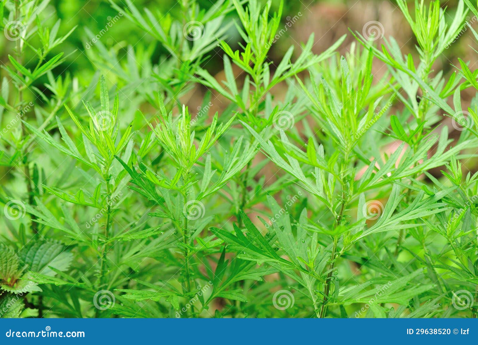 Mugwort plants stock photo. Image of land, field, natural - 29638520