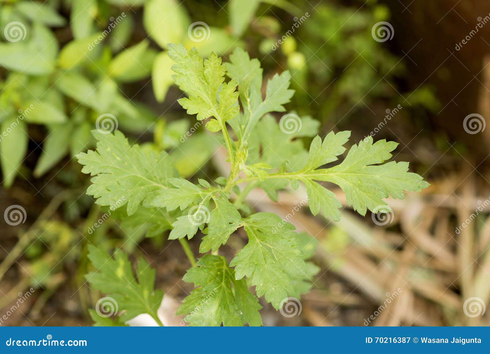 Mugwort tree. stock image. Image of organic, asian, materials - 70216387