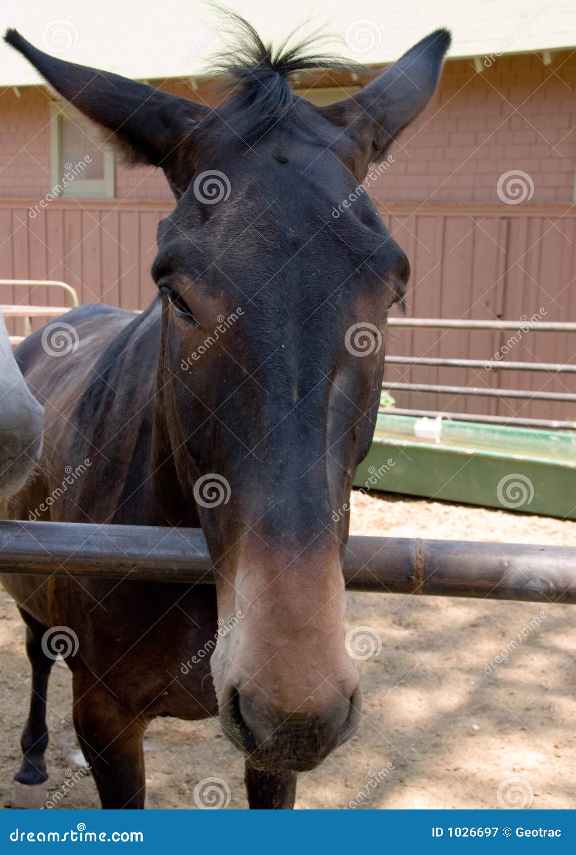 Muilezel stock afbeelding. Image of lelijk, kruising, bruin - 1026697