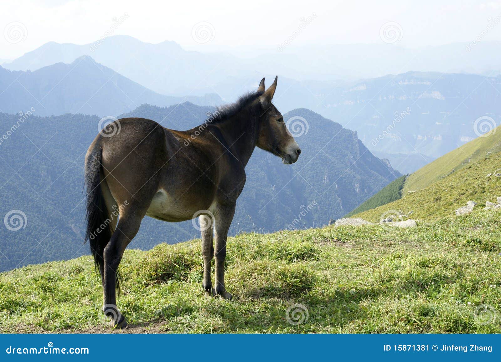 Muilezel stock afbeelding. Image of dingen, huisdier - 15871381