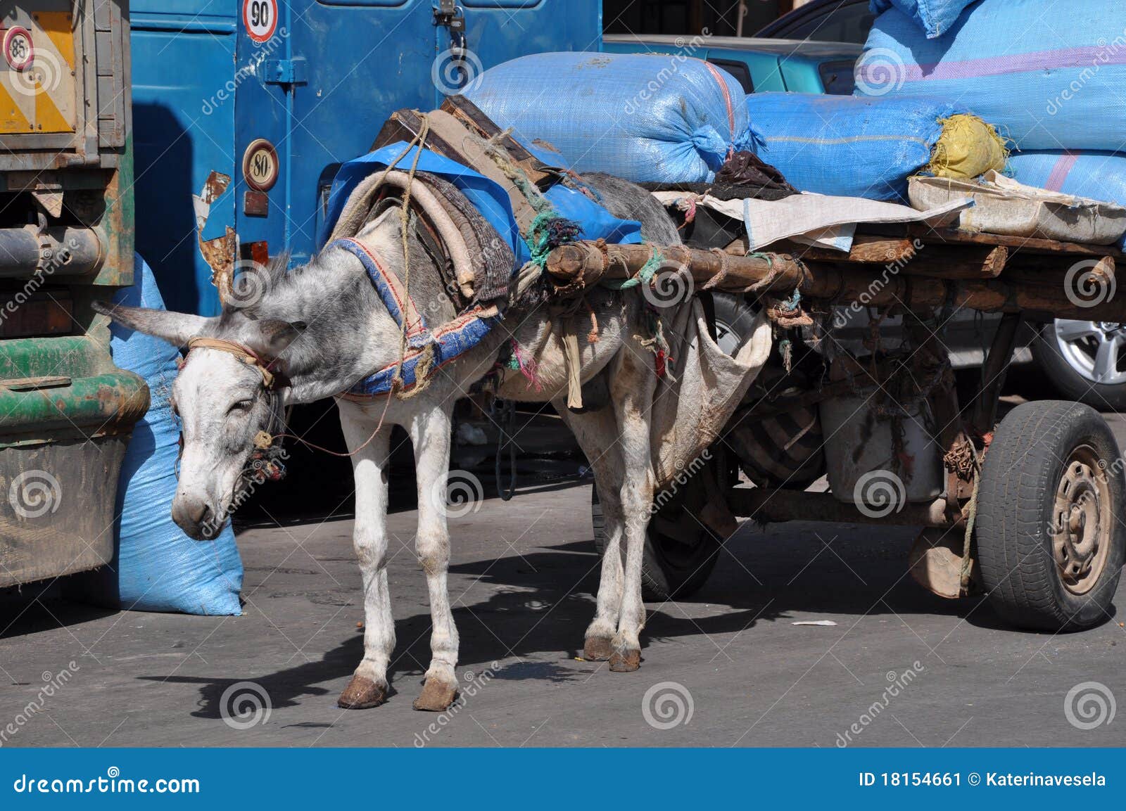 Muilezel stock afbeelding. Image of burro, dier, work - 18154661
