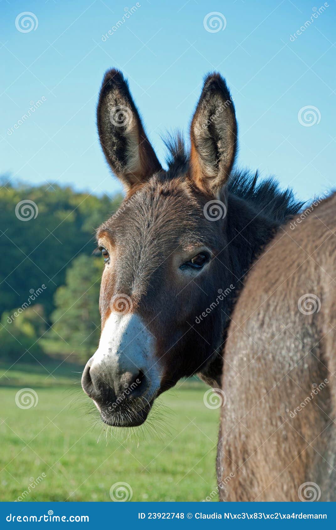 Muilezel stock foto. Image of dier, portret, muilezel - 23922748