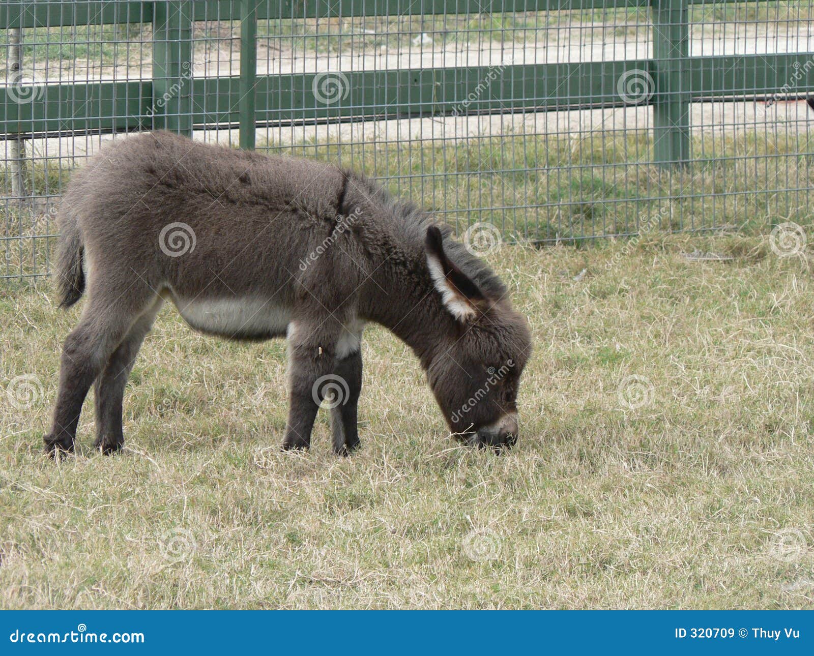 Muilezel stock afbeelding. Image of landbouwbedrijf, paard - 320709