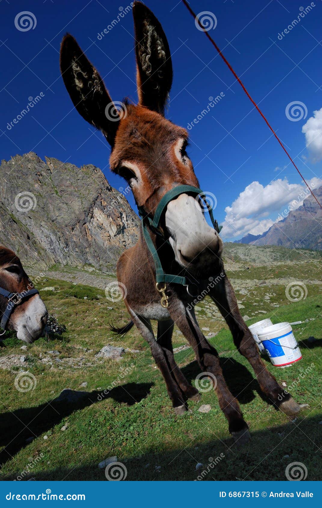 Muilezel!! stock afbeelding. Image of bergen, bergachtig - 6867315