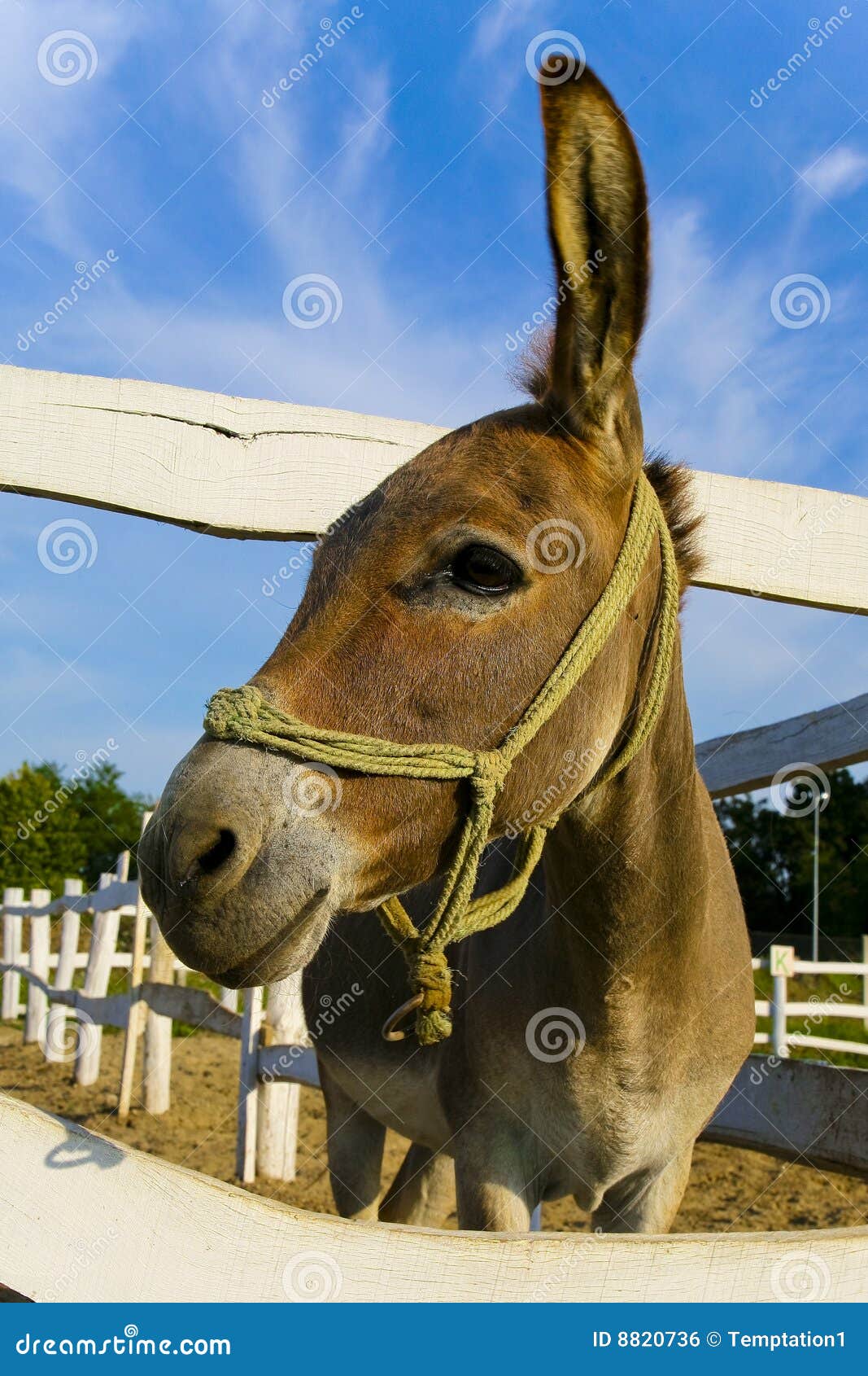 Muilezel stock foto. Image of landbouwgrond, schepsel - 8820736