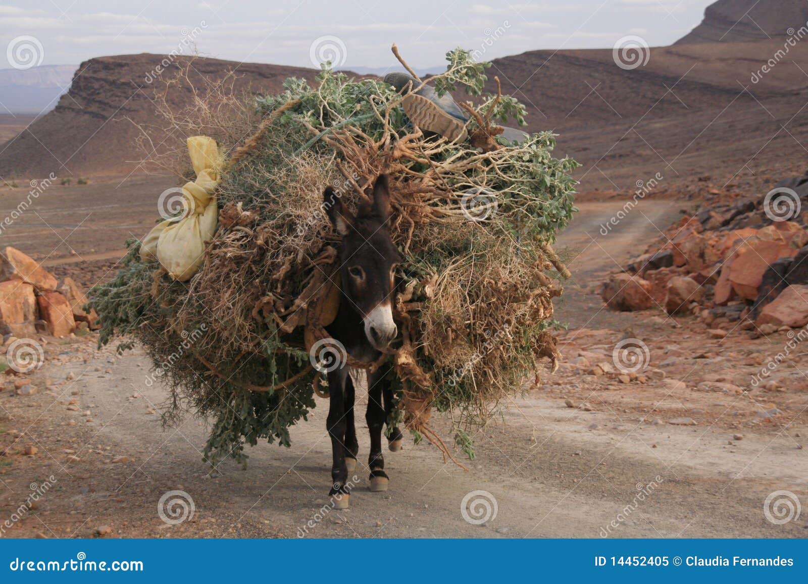 Muilezel in Atlas stock afbeelding. Image of afrika, atlas - 14452405