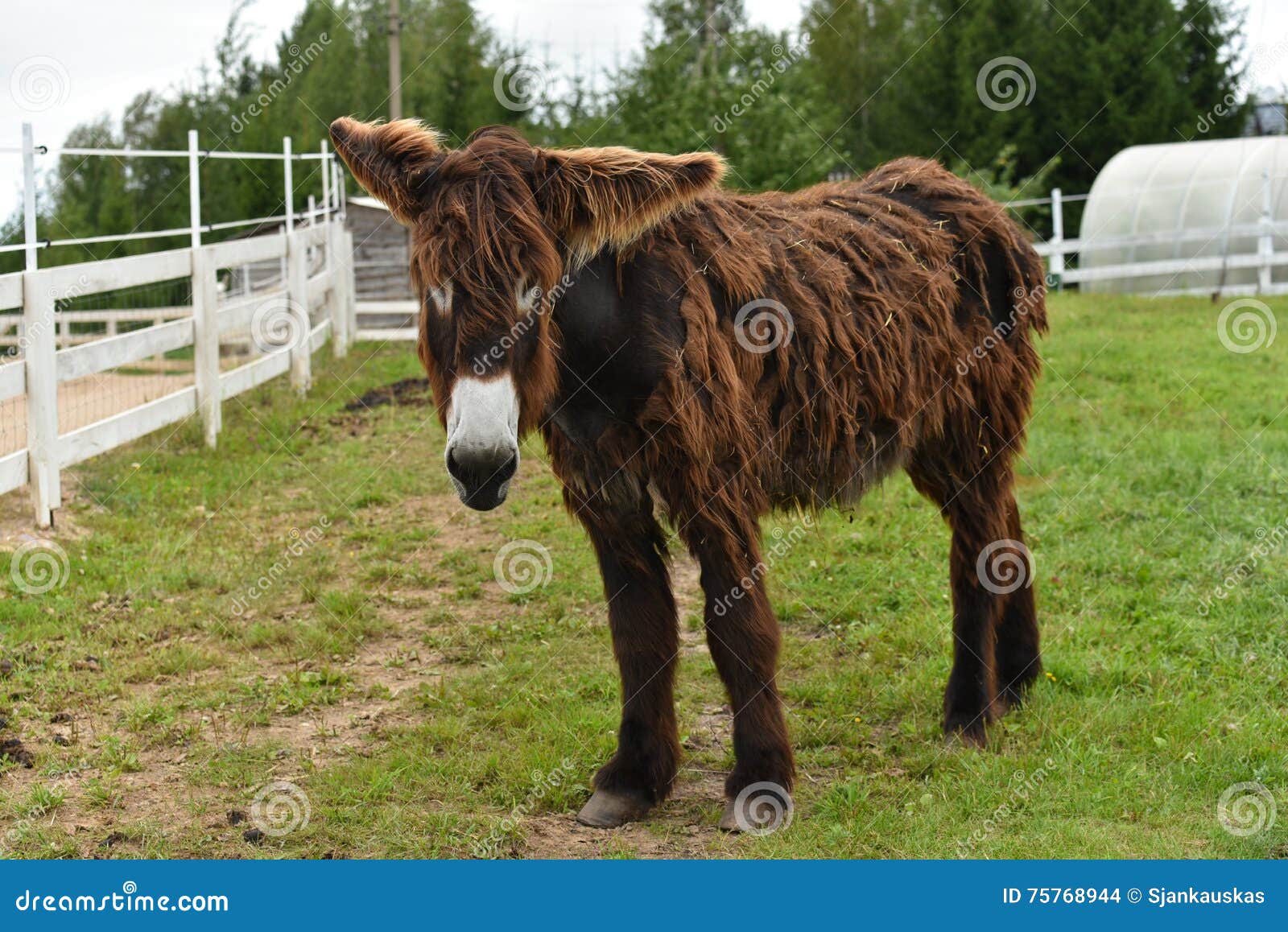 Muilezel in boerderij stock foto. Image of neus, levensstijl - 75768944