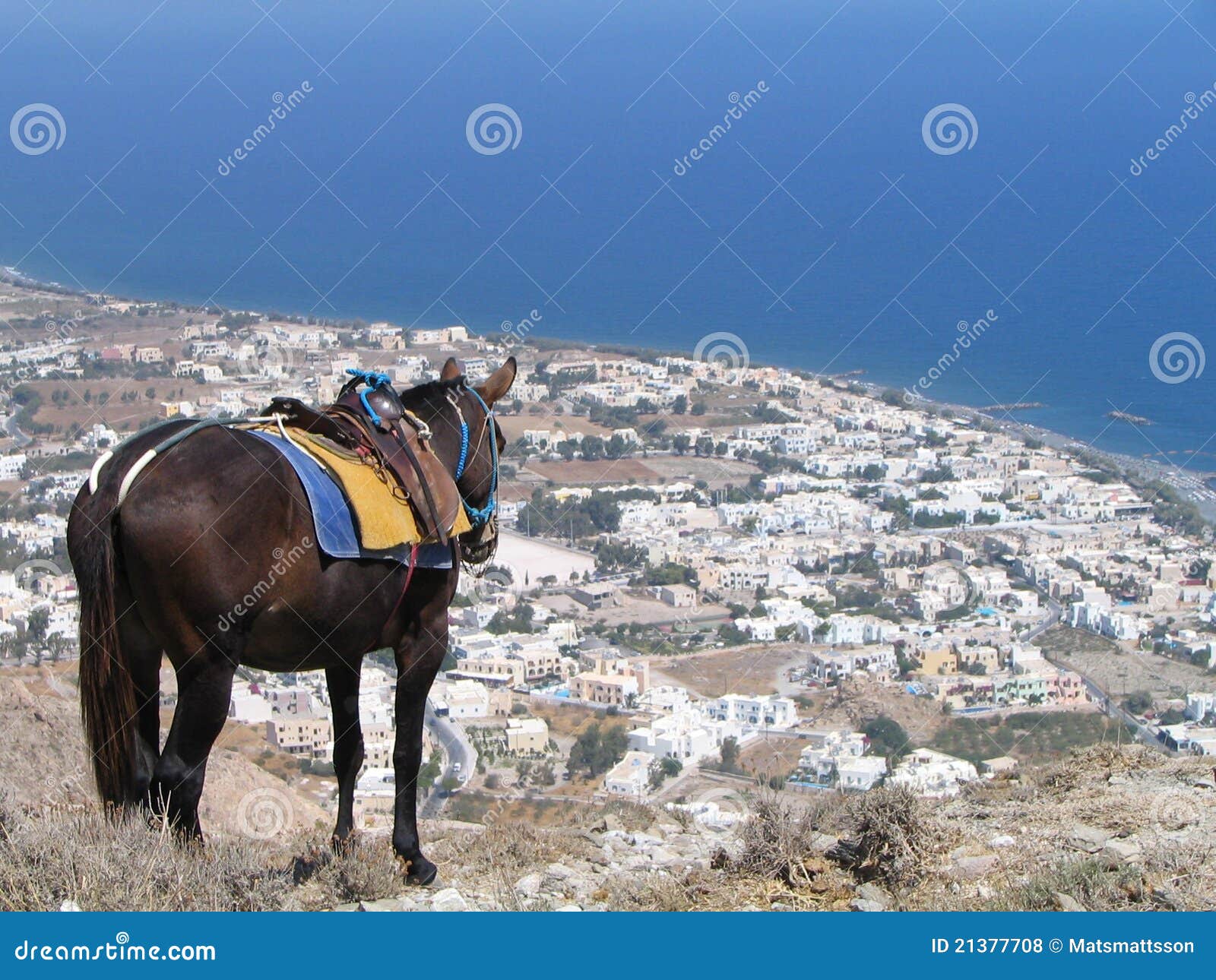 Muilezel Die in Santorini Rust Stock Foto - Image of landschap ...