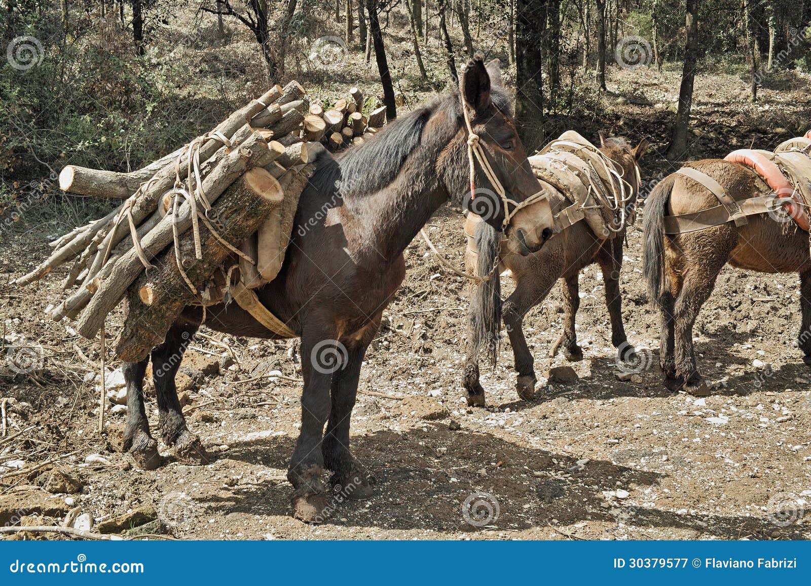 Muilezel op het werk stock afbeelding. Image of besnoeiing - 30379577